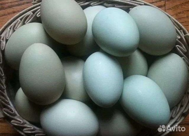 Яйцо и цыплята Кучинская и Амераукана