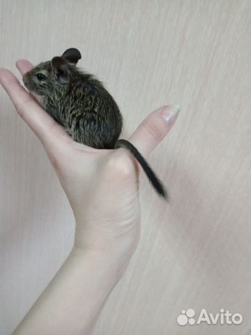 Дегу малыши