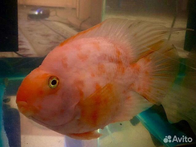 Рыбка попугай