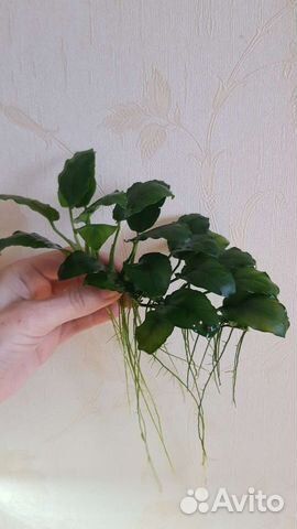 Анубиас карликовый