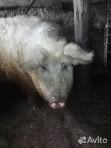 Мангалица кабан