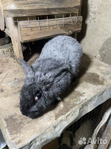 Кролик Полтавское серебро