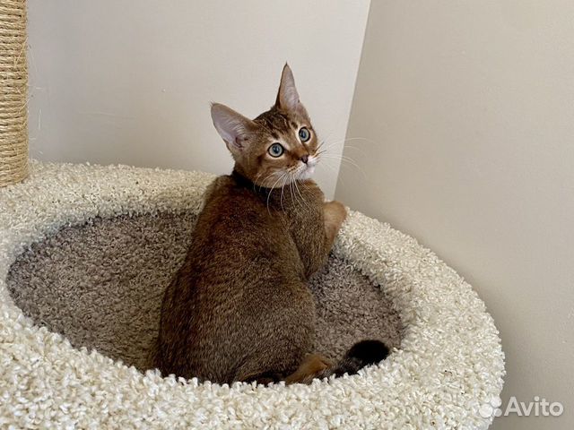 Абиссинская чаузи кошечка Яра