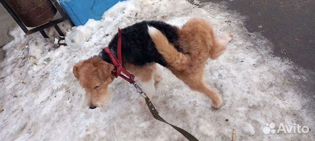 Вязка фокстерьера