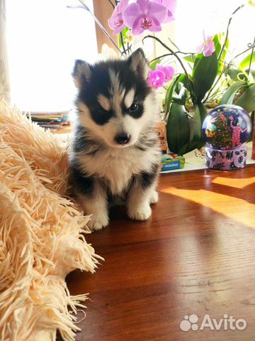 Щенок сибирской хаски