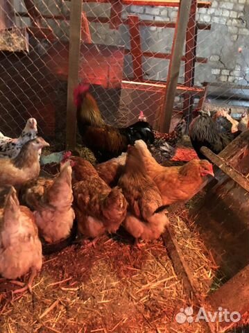 Яйцо инкубационное гусей и кур