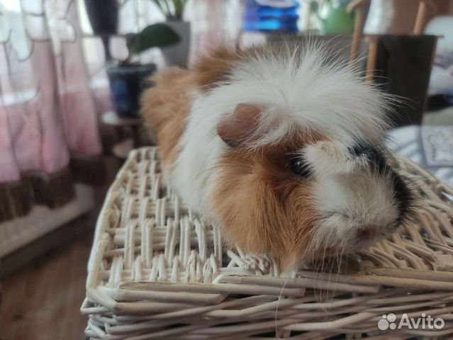 Морская свинка длинношерстная девочка 8 мес
