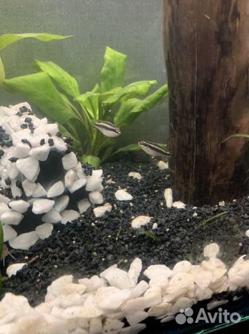 Пельвикахромис пульхер