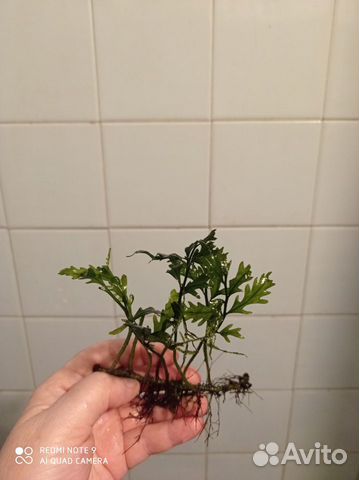 Папоротник болбитис