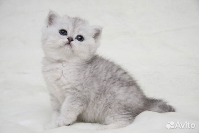 Британские зеленоглазые шиншиллы