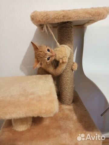 Рыжий котик, 6 мес