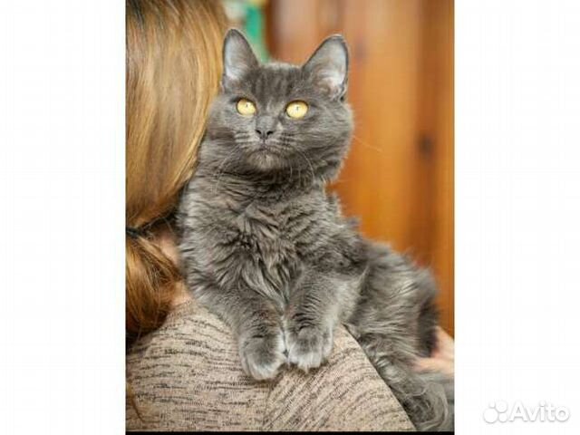 Котенок девочка 3 месяца
