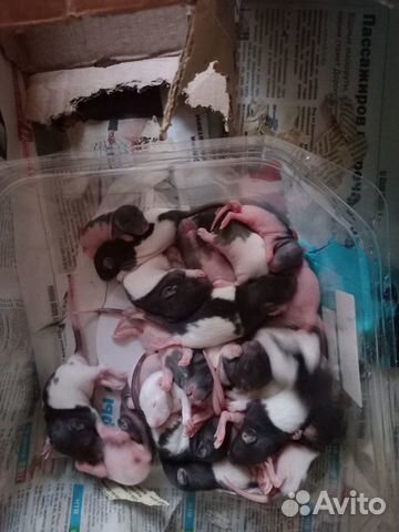 Отдам в добрые руки прелестных крысят