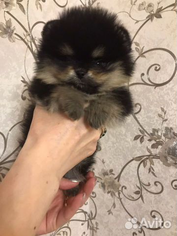 Померанский шпиц