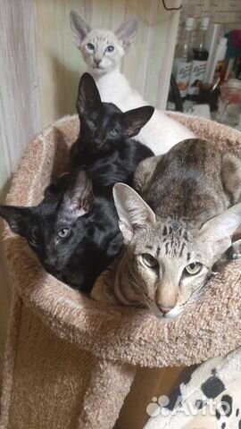 Ориентальные котята