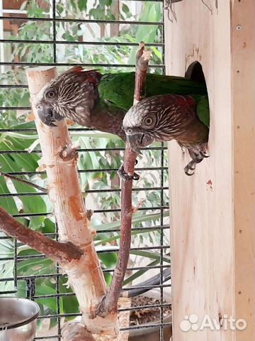 Пара веерных попугаев