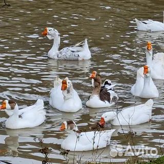 Яйца холмогоров