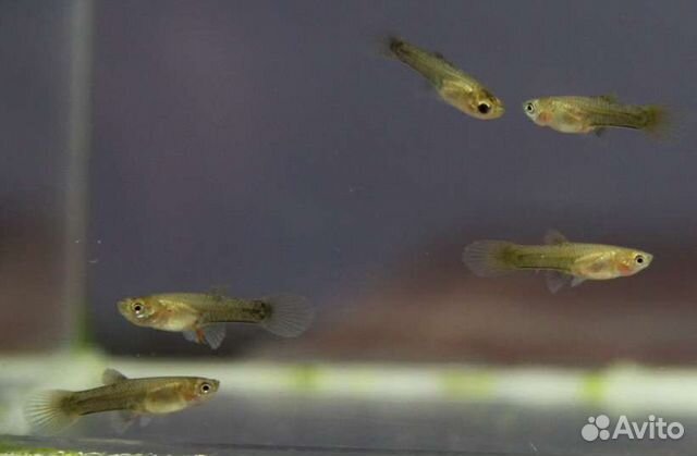 Мальки гуппи