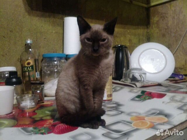 Кошка