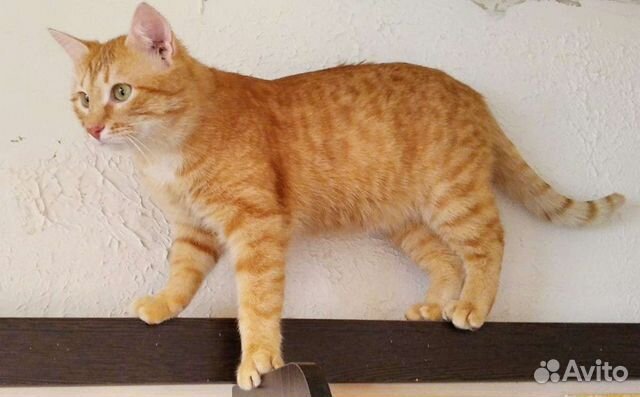 Самый нежный кот Фокс., 1,5 года
