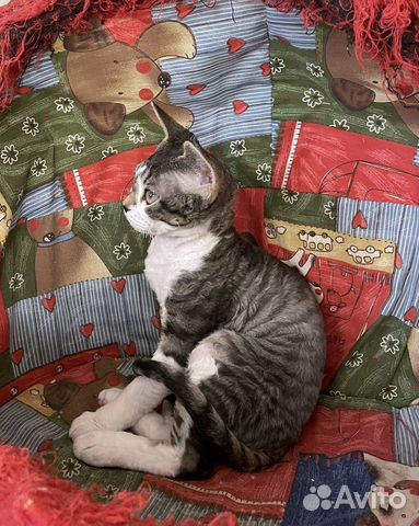 Девон-рекс мальчик