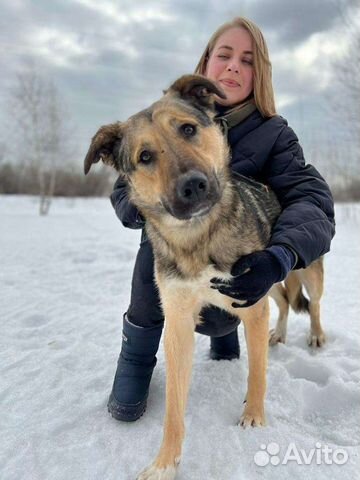 Чудесная собака очень нуждается в семье