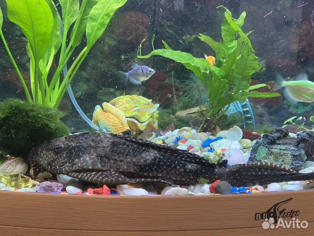 Сом анциструс 27см