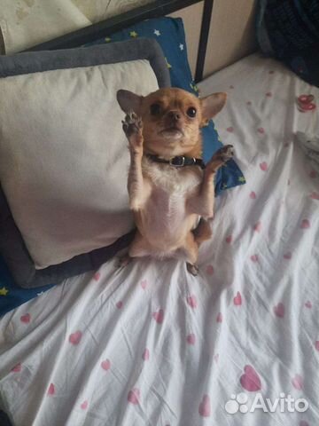 Чихуахуа мини