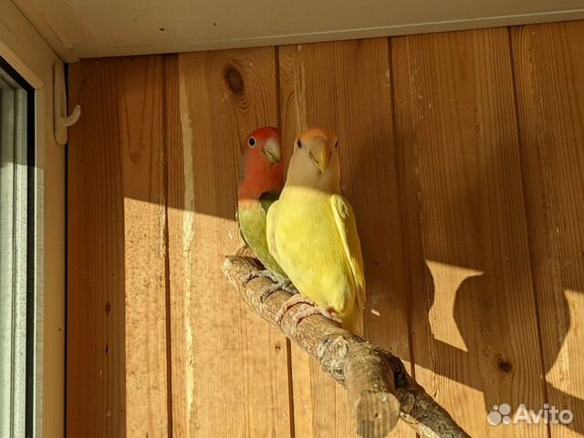 Отдаются в добрые руки пара неразлучников