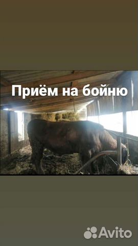 Быки на мясо