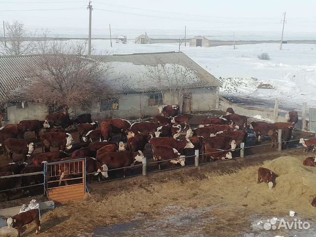 Телки герефорды