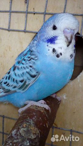 Птенчик из гнезда,черноклювик