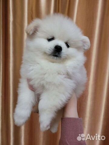 Шпиц мальчишка