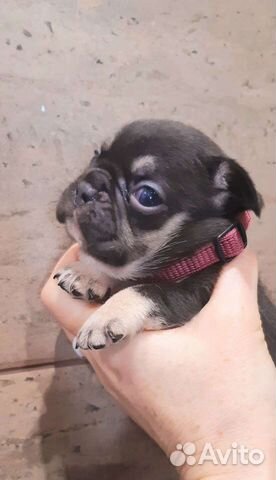 Шоколадные французские булочки