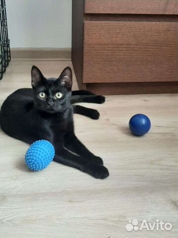 Кошка и котята в дар
