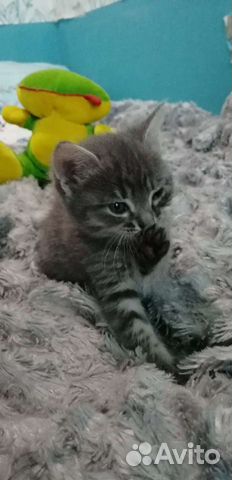 Красотульки-котята заботливым хозяевам