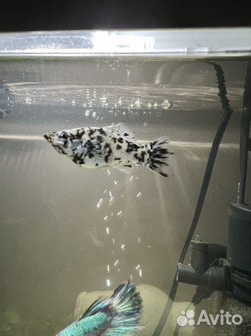 Моллинезия