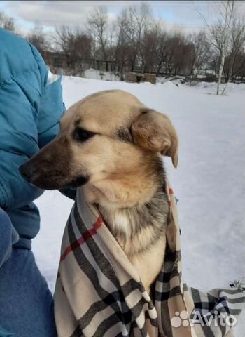 Нежная девочка щенок в приюте
