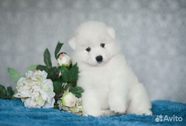 Девочка самоедской лайки