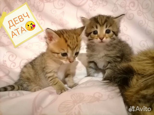 Котята Полосатые очаровательные