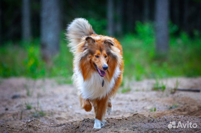 Предлагается для вязки кобель колли дш