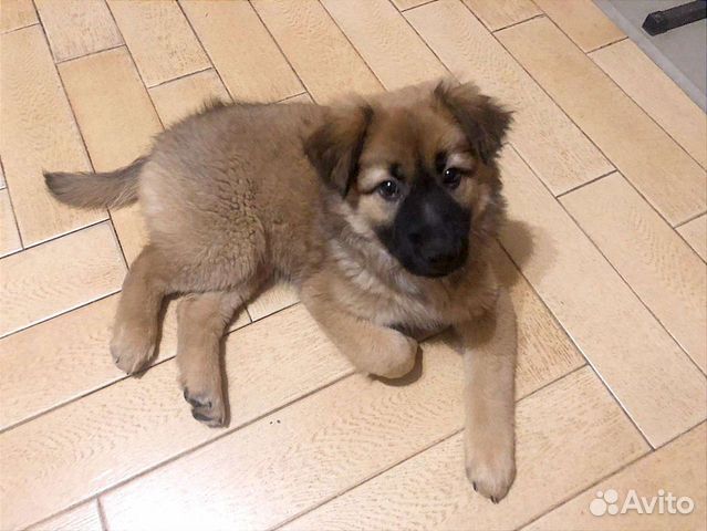 Пушистый щеночек