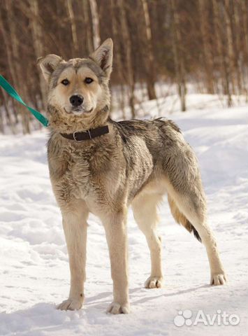 Максим в добрые руки