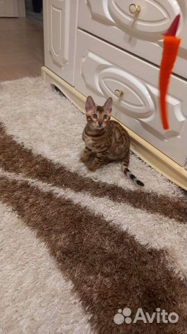 Бенгальская кошка с документами