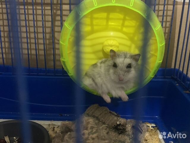 Джунгарский хомяк с клеткой