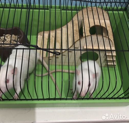 Крысы (2 самца)