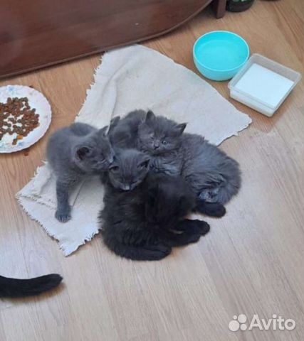 Котята в добрые руки