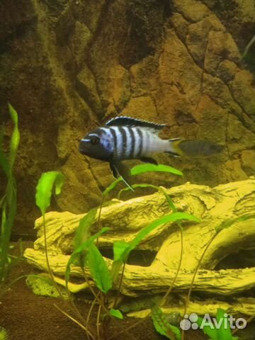 Псевдотрофеус элонгатус мпанга