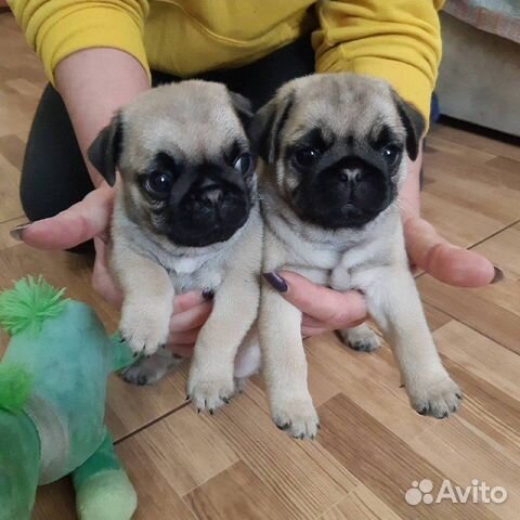 Чудесные щенки мопса