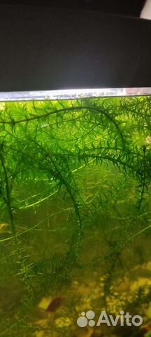 Водоросли для аквариума